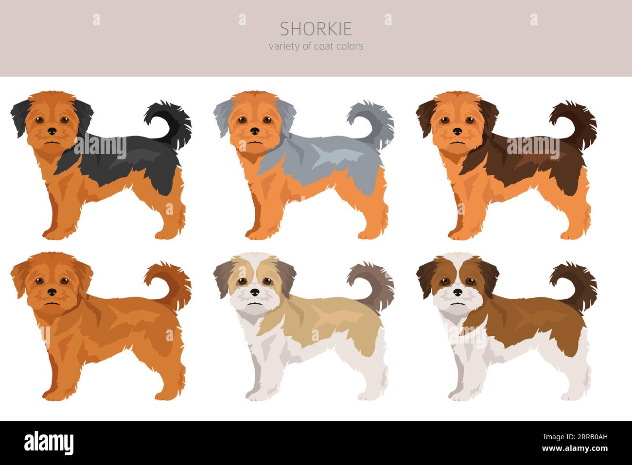 Shorkie clipart. Shih-Tzu Yorkshire terrier mix. Different coat colors ...