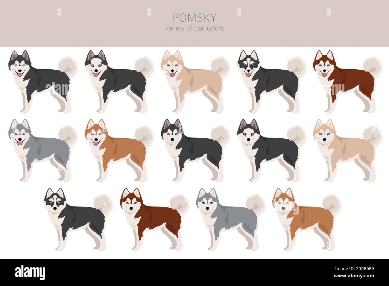 Pomsky clipart. Pomeranian Husky mix. Different coat colors set. Vector ...