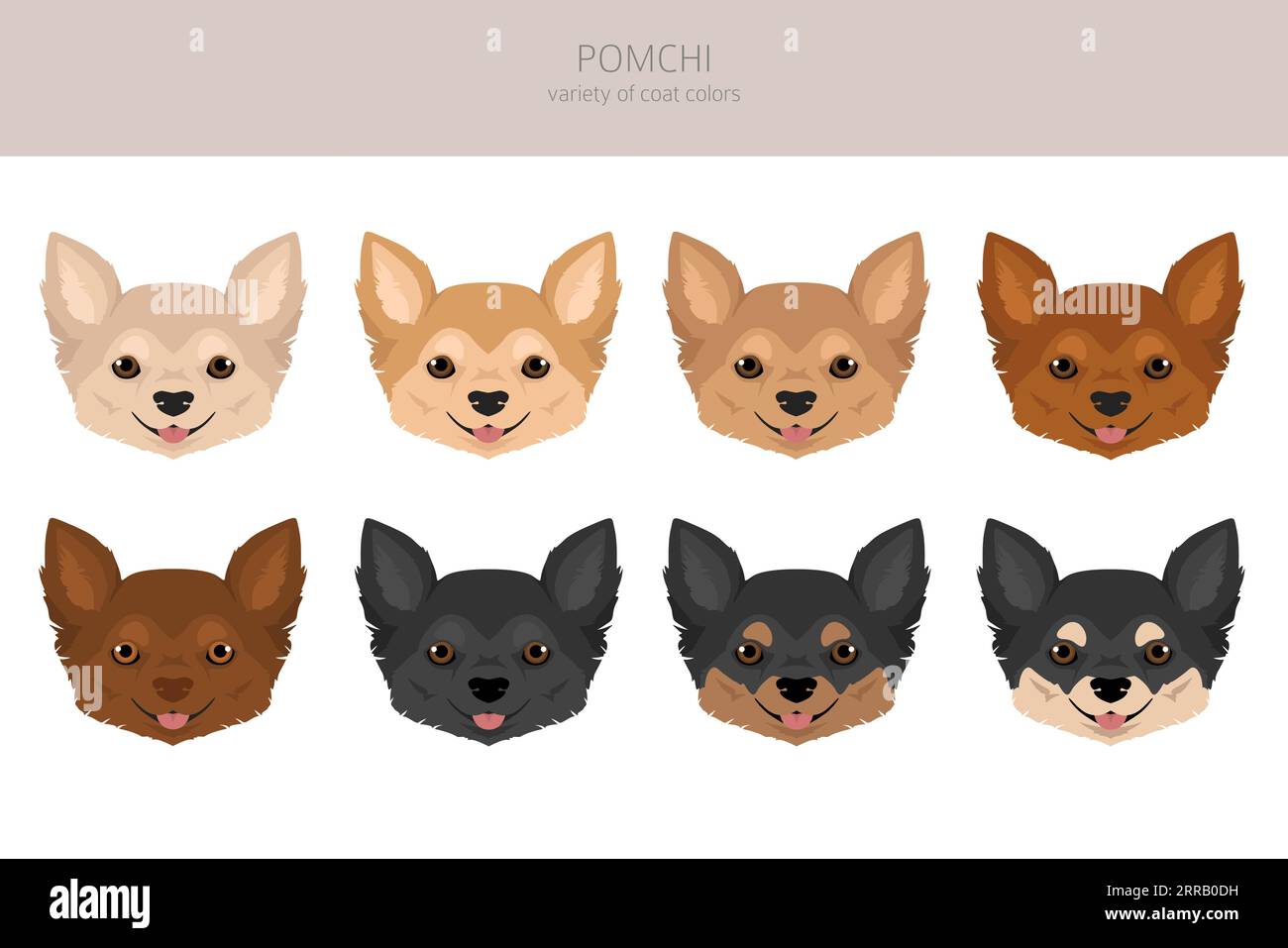 Pomchi clipart. Pomeranian Chihuahua mix. Different coat colors set ...