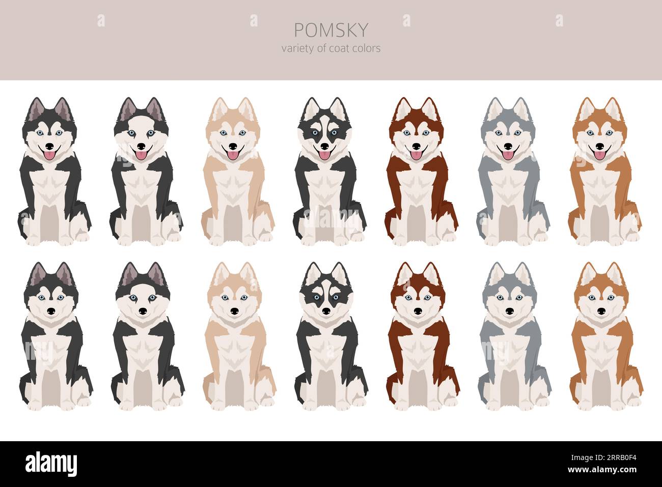 Pomsky clipart. Pomeranian Husky mix. Different coat colors set. Vector ...