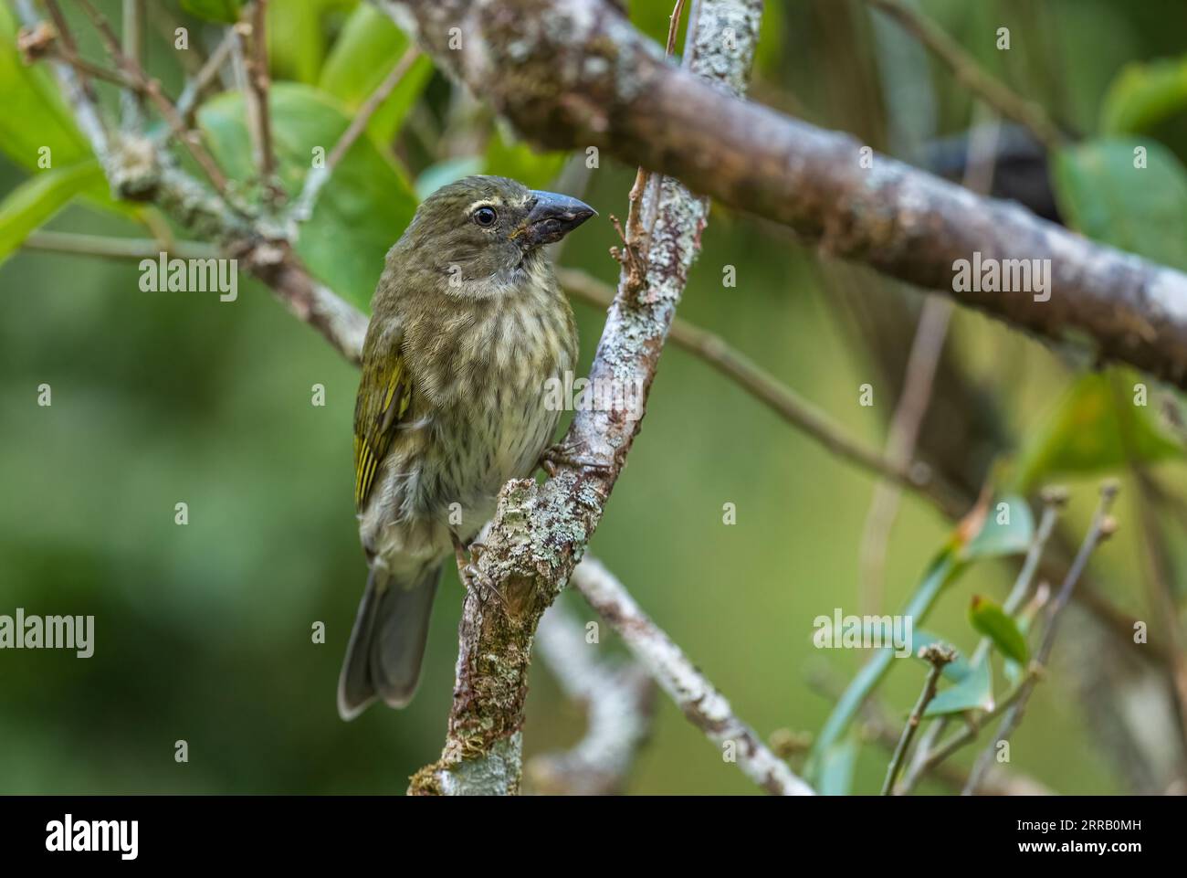 Streaked Saltator - Saltator striatipectus, shy beautiful perching bird ...