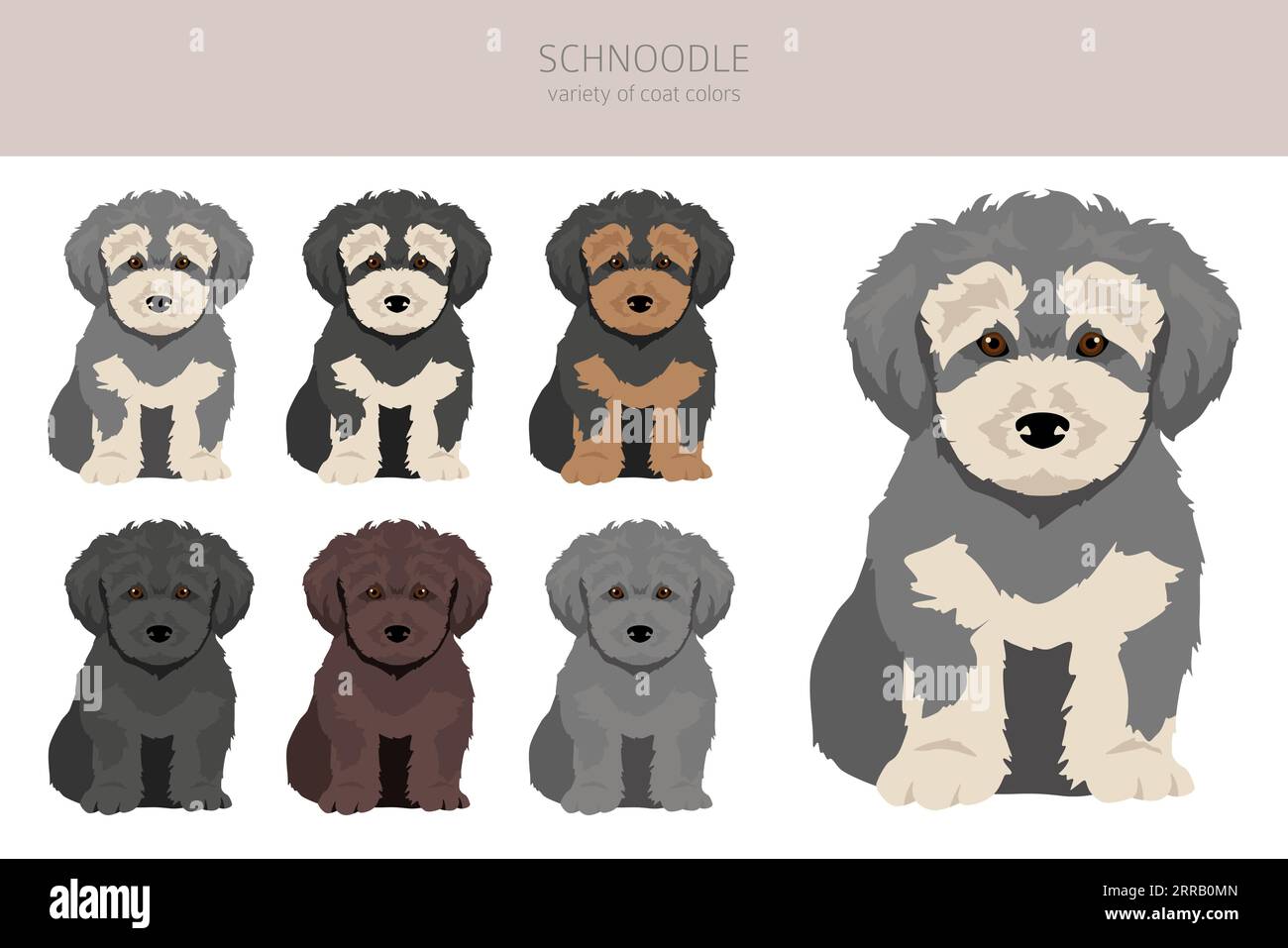 Schnoodle clipart. Schnauzer Poodle mix. Different coat colors set ...