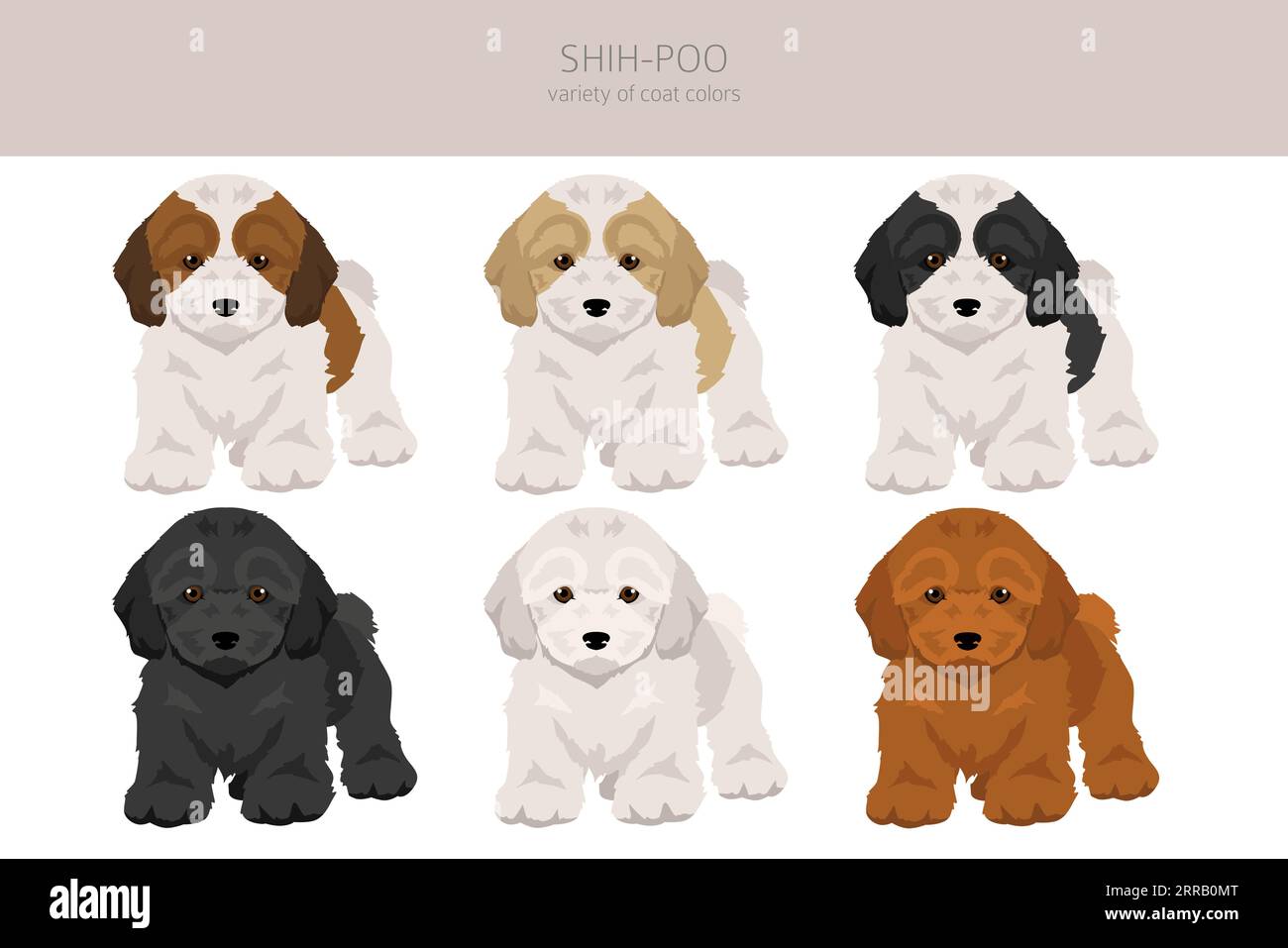 Shih-Poo clipart. Shih-Tzu Poodle mix. Different coat colors set ...