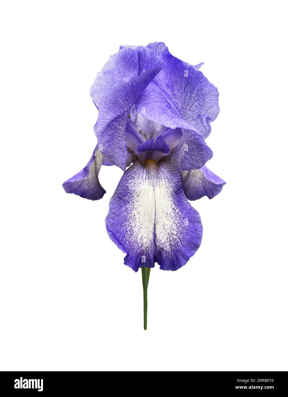 Iris bright violet flower with leaves close-up, cutout with clipping ...