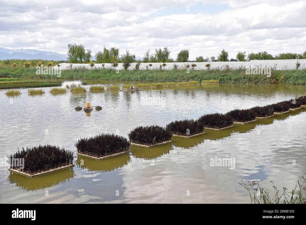 Lakes floating plants hi-res stock photography and images - Alamy