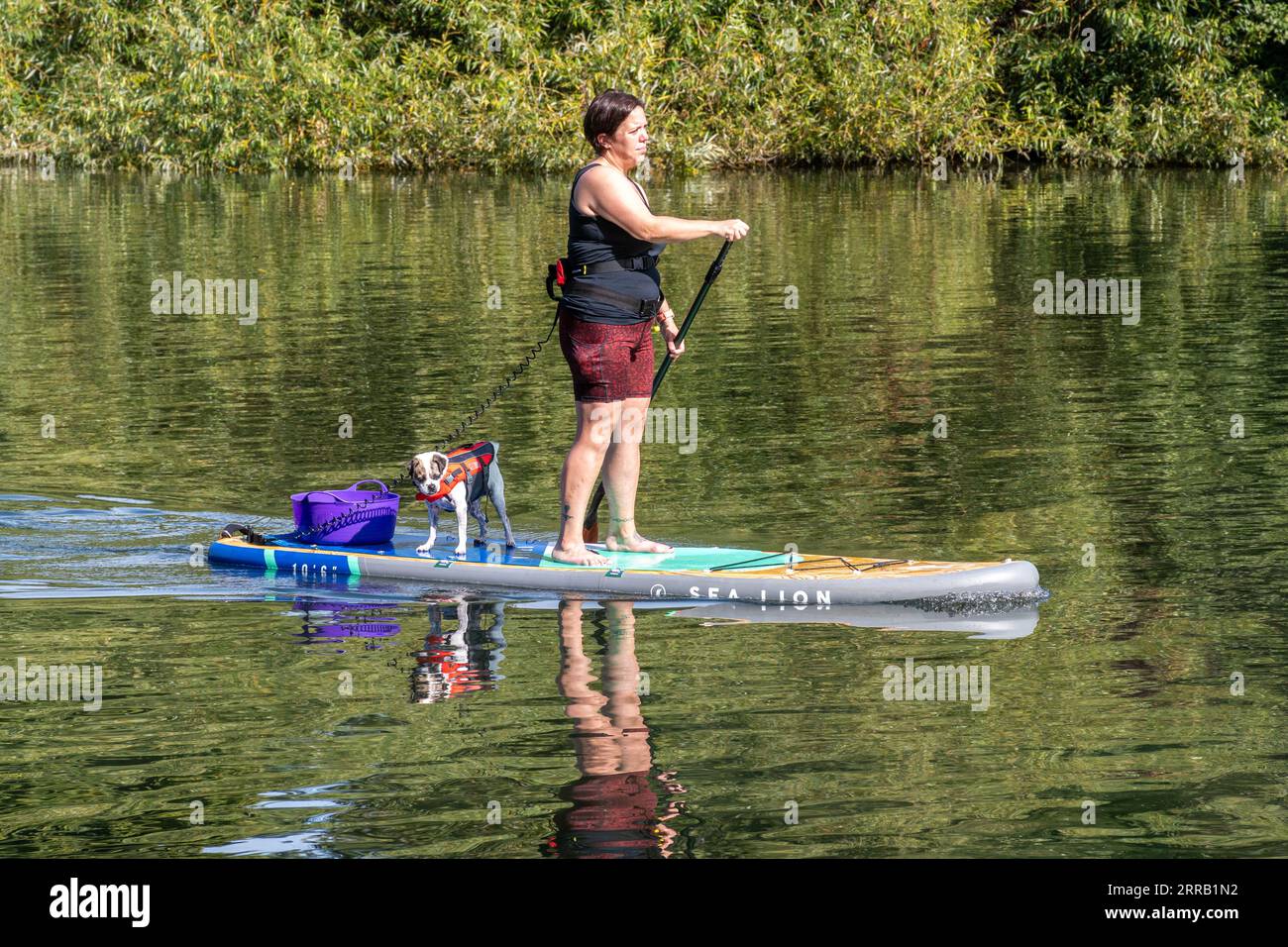 Woman paddleboarding paddle boarding with her small dog on the ...