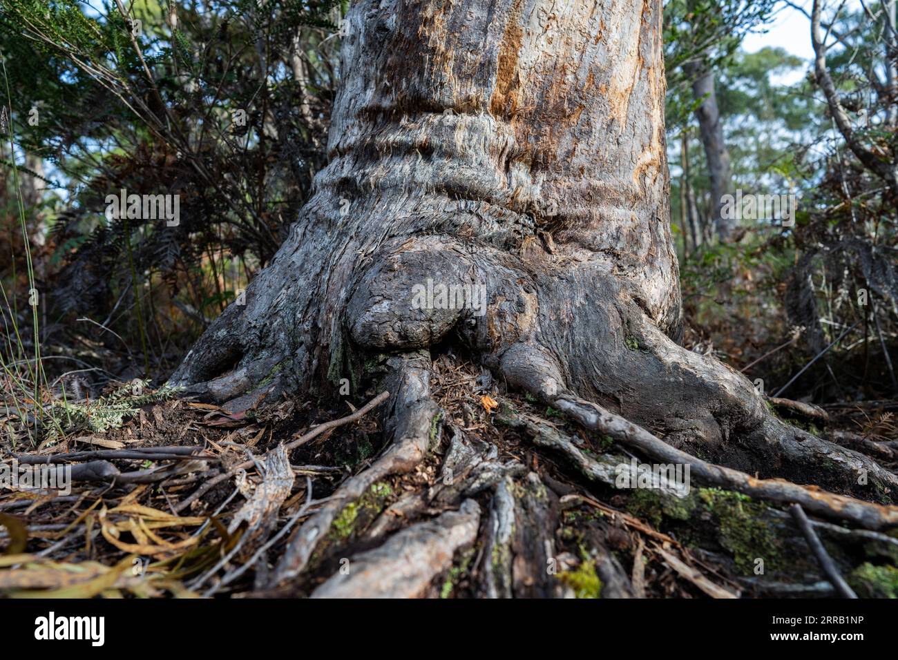 gumtree trunk and roots in the australian bush in spring Stock Photo ...