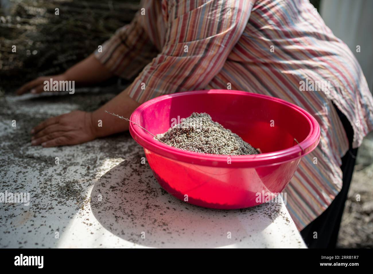 Seasonal worker plants hi-res stock photography and images - Alamy