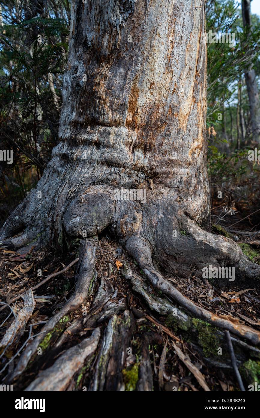 gumtree trunk and roots in the australian bush in spring Stock Photo ...