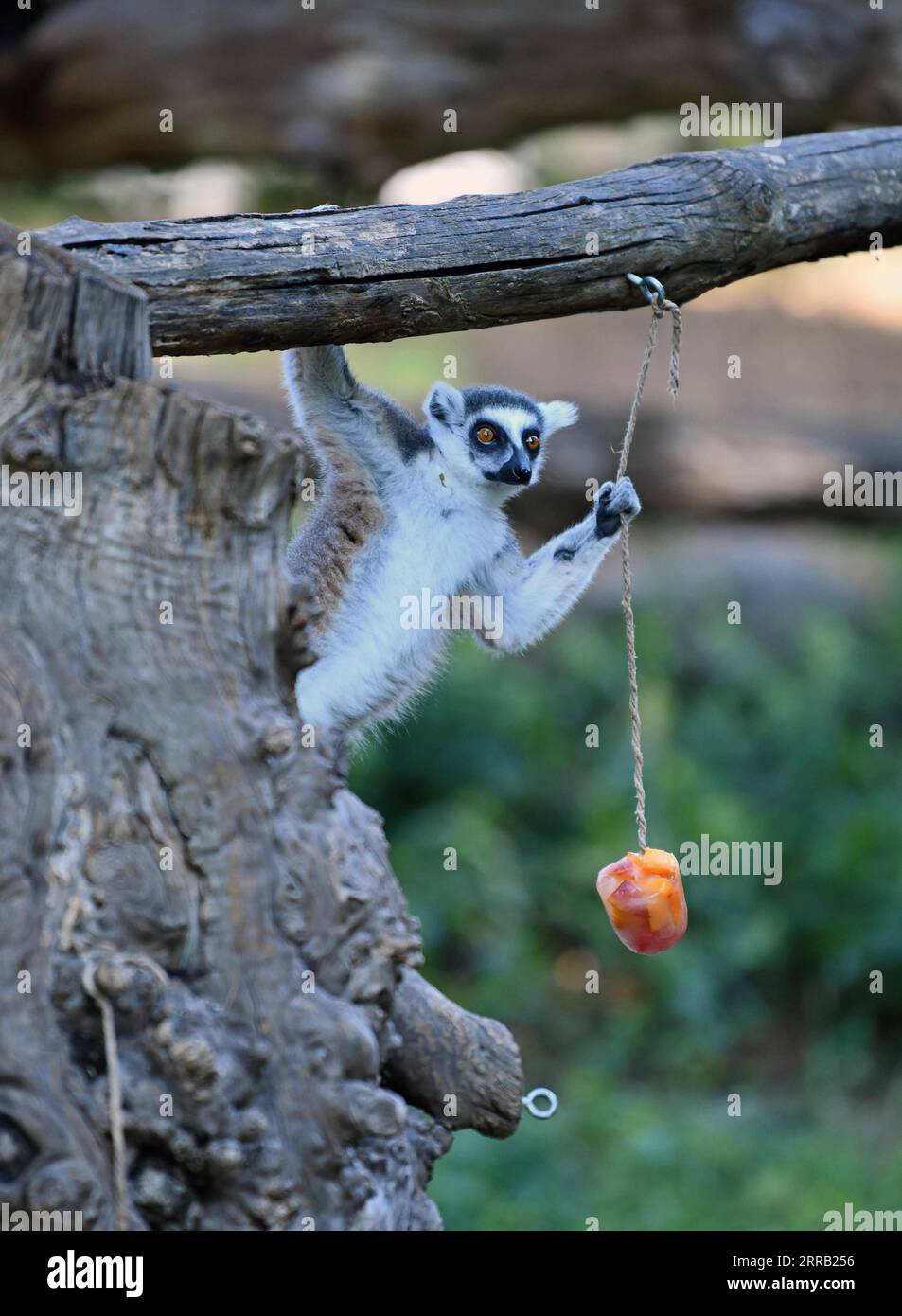 Jinxmamengni hi-res stock photography and images - Alamy