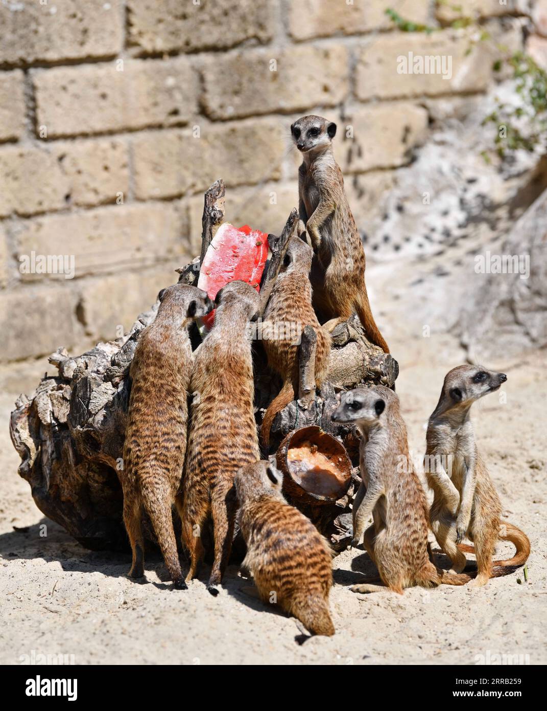 Jinxmamengni hi-res stock photography and images - Alamy