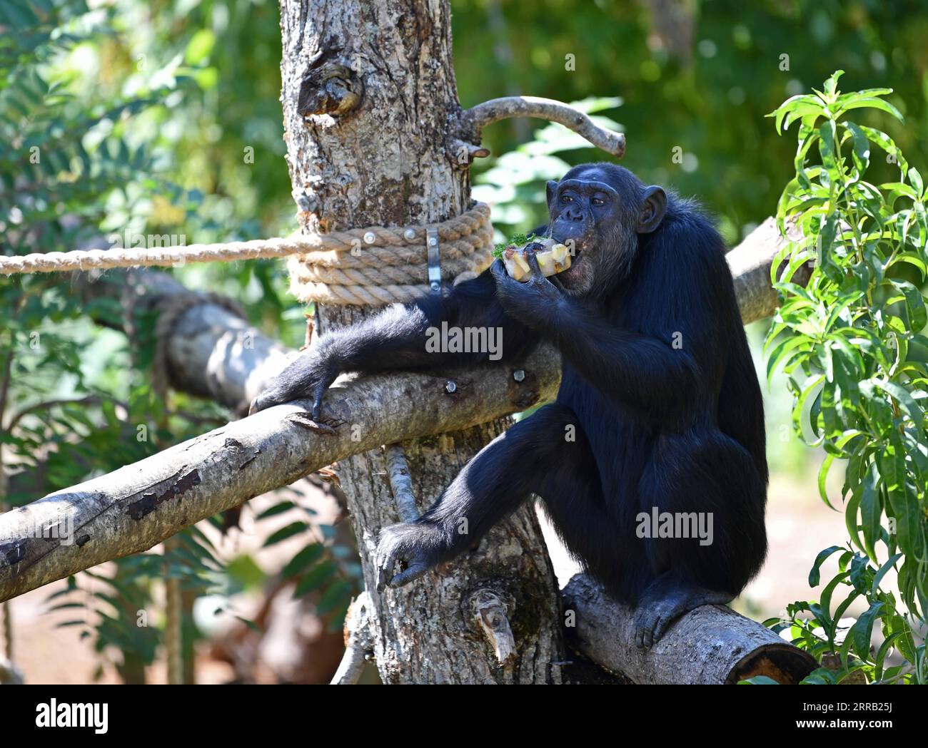 Jinxmamengni hi-res stock photography and images - Alamy