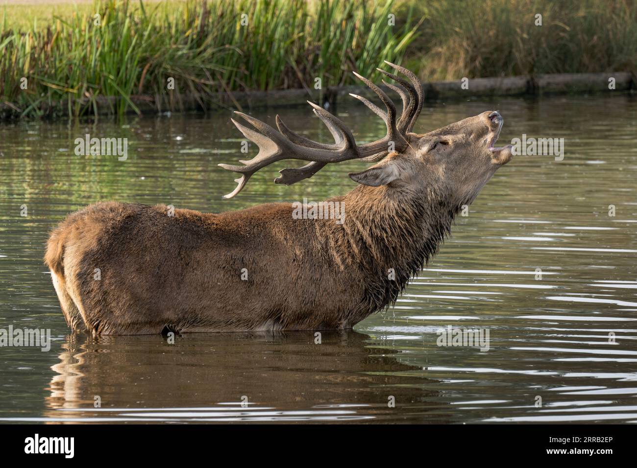 Deer roaring loudly I'm the boss in the rutting season Stock Photo - Alamy