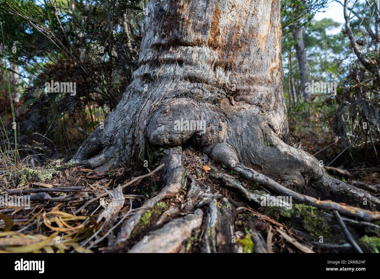 Spring australian natives hi-res stock photography and images - Alamy