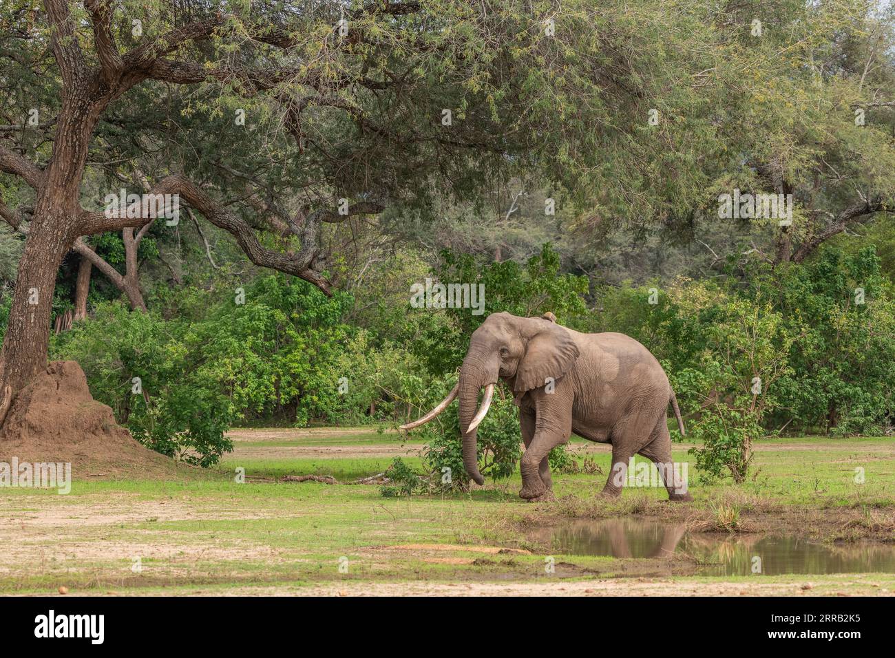 An image of Boswell the Elephant, the largest tusker in Zimbabwe's Mana ...