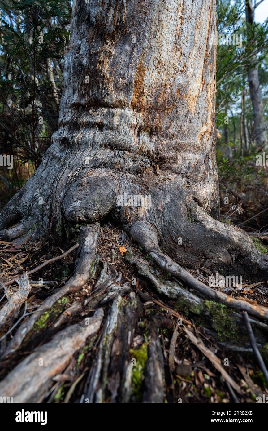 gumtree trunk and roots in the australian bush in spring Stock Photo ...
