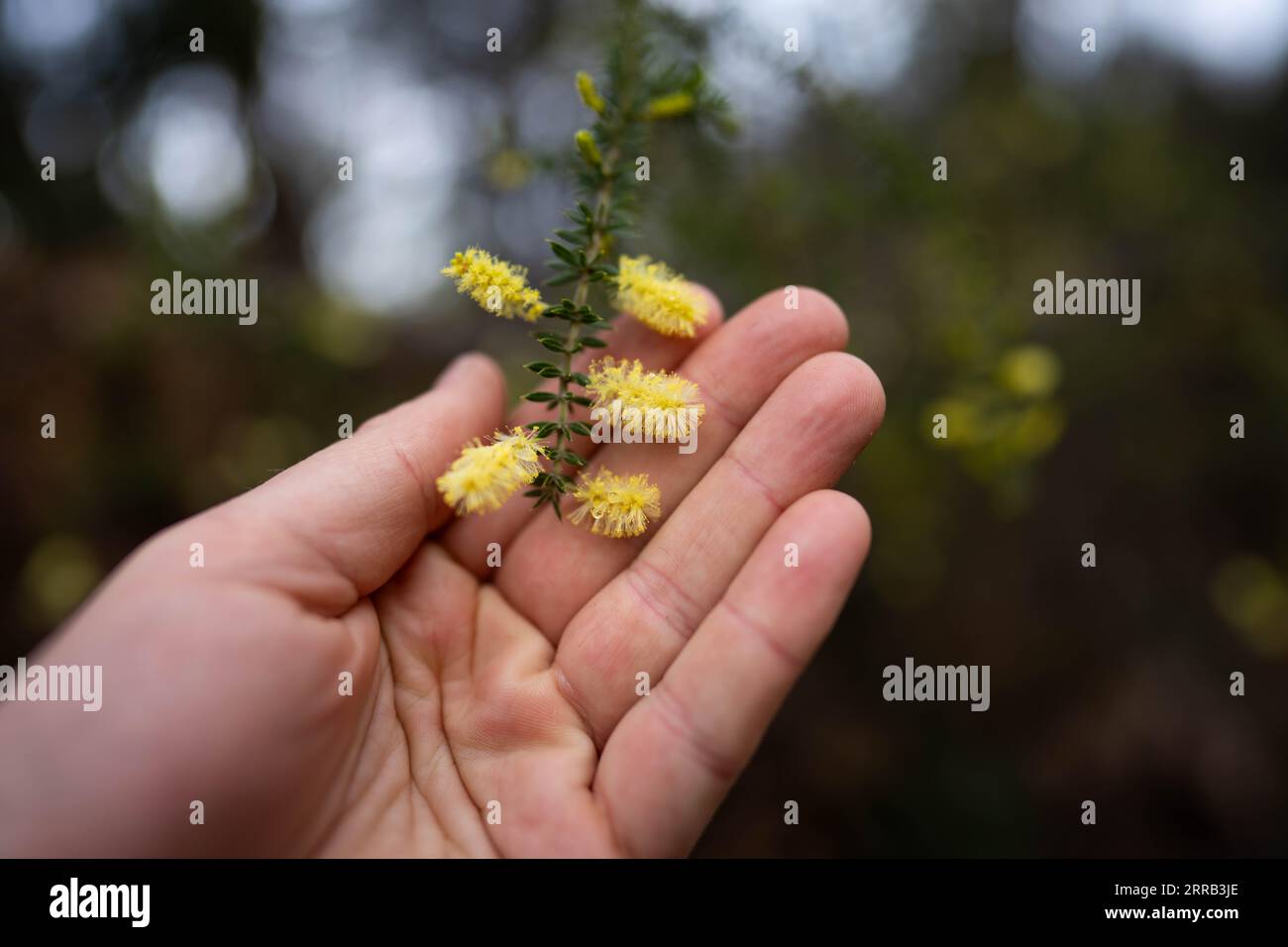 bright native yellow banksia flower in spring in a national park in ...