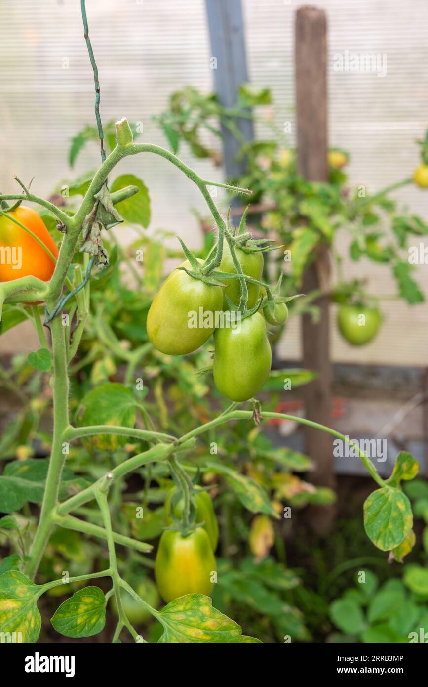 Growing tomato in a greenhouse in the cottage garden. Yard, garden ...