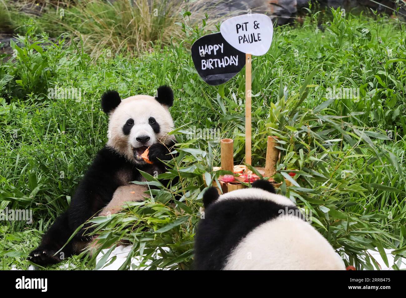 Panda Zwillinge Meng Yuan und Meng Xiang feiern 2. Geburtstag im ...