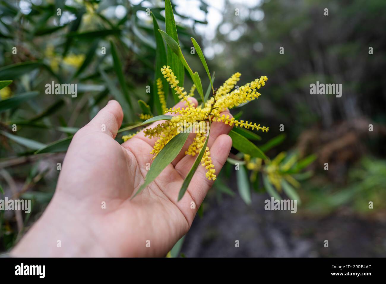bright native yellow banksia flower in spring in a national park in ...