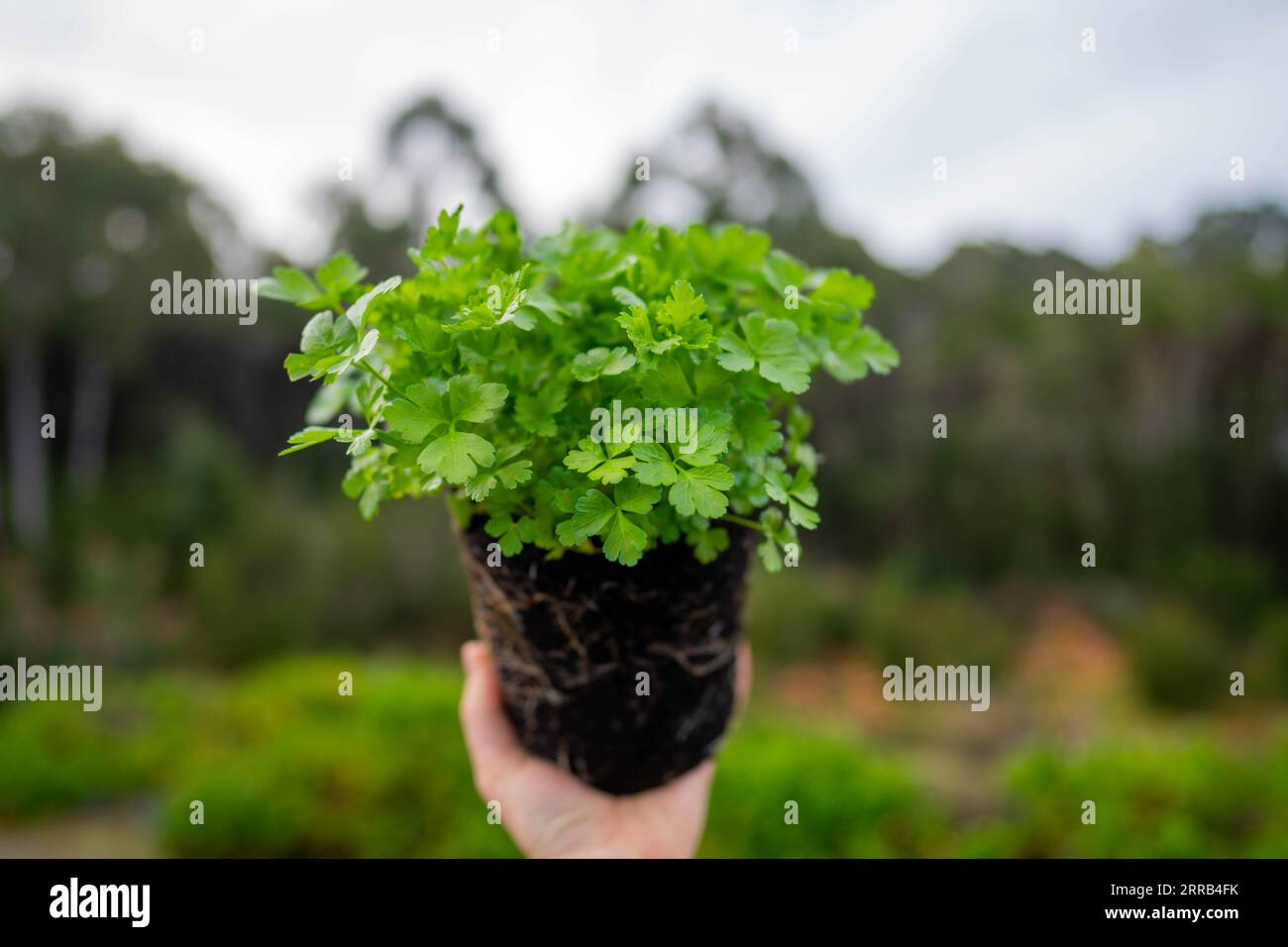 farmer holding parsley plant in there garden in spring Stock Photo - Alamy