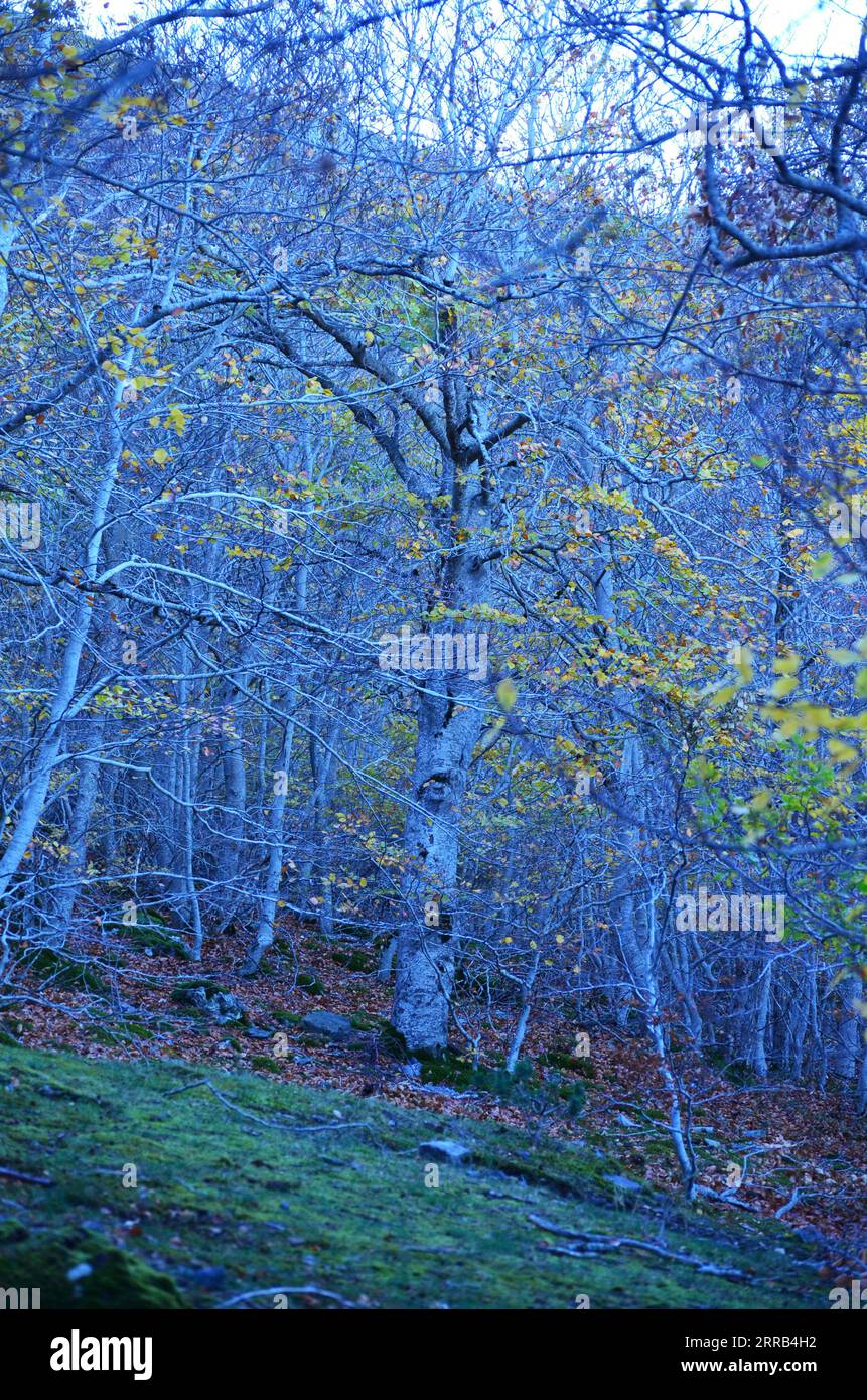 Beech forest on slopes mountain hi-res stock photography and images - Alamy