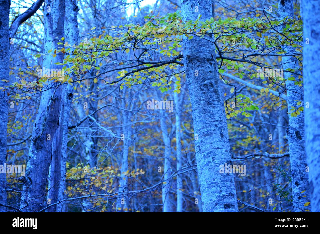 Late autumn in Moncayo beech forests, northeastern Spain Stock Photo ...