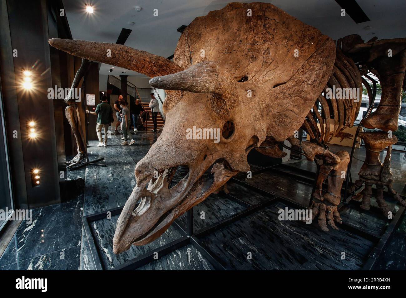 210901 -- PARIS, Sept. 1, 2021 -- A skeleton of a triceratops is ...