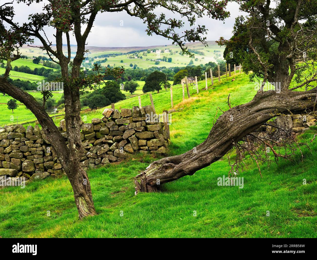 Along the Nidderdale Way foorpath between Bouthwaite and Lofthouse ...