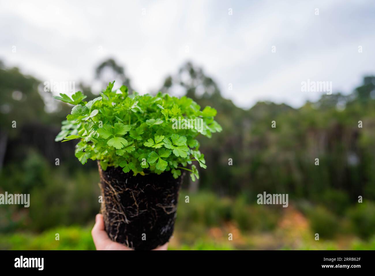 Holding parsley plant hi-res stock photography and images - Alamy