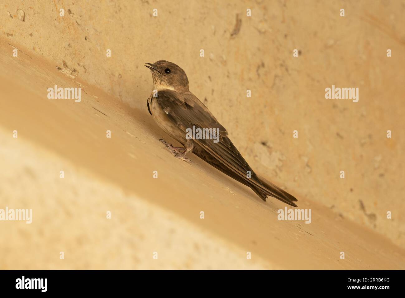 Eurasian Crag Martin (Ptyonoprogne rupestris) Pyrenees Spain ES August ...