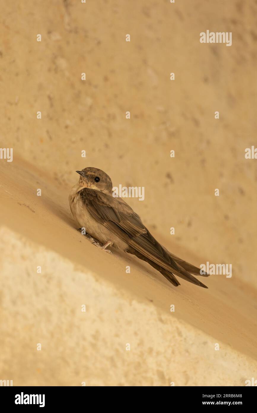 Eurasian Crag Martin (Ptyonoprogne rupestris) Pyrenees Spain ES August ...