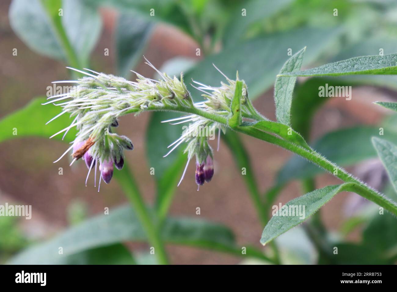 Purple flowers of the common comfrey, a perennial. The Petersfield ...