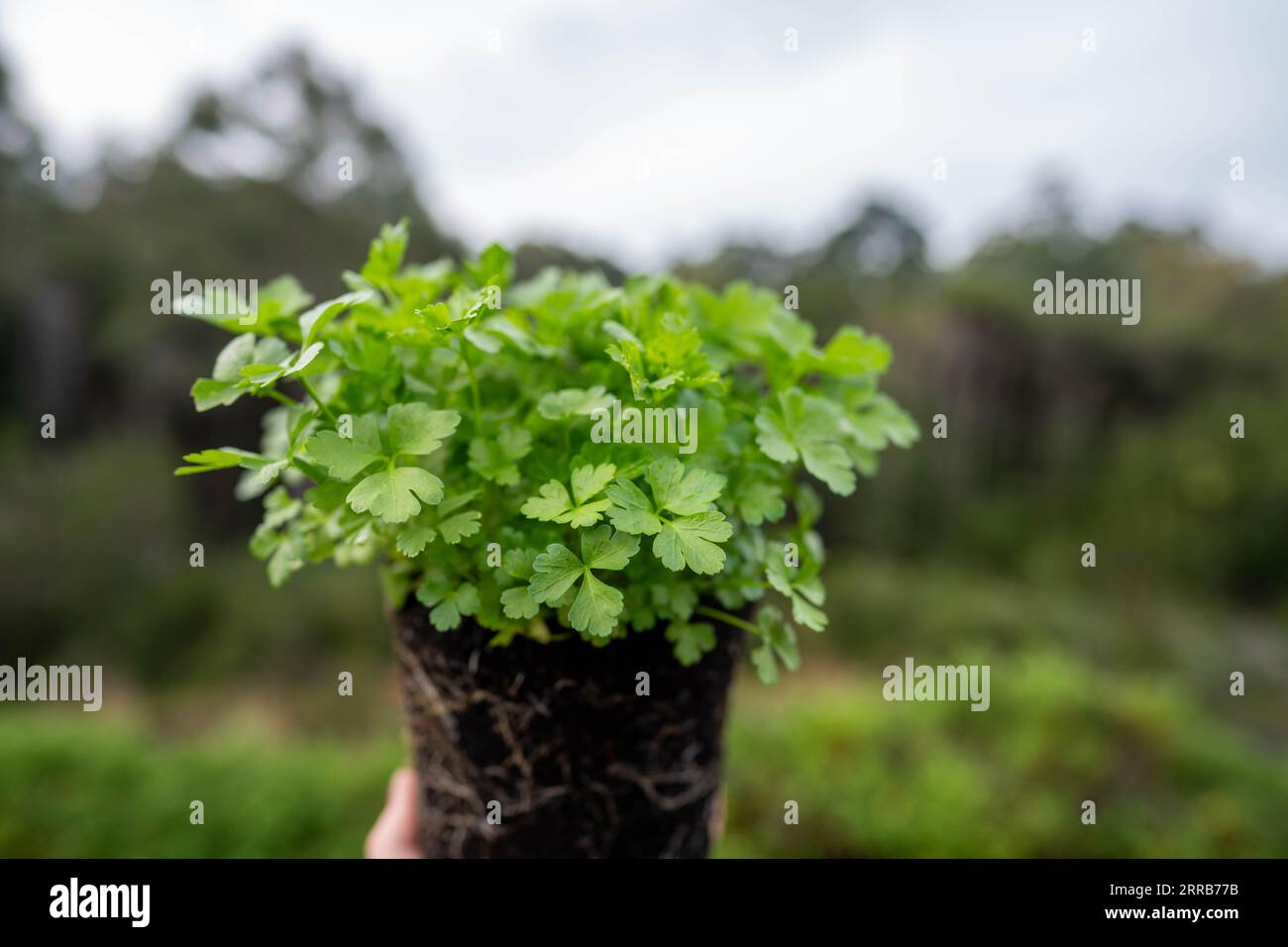 farmer holding parsley plant in there garden in spring Stock Photo - Alamy