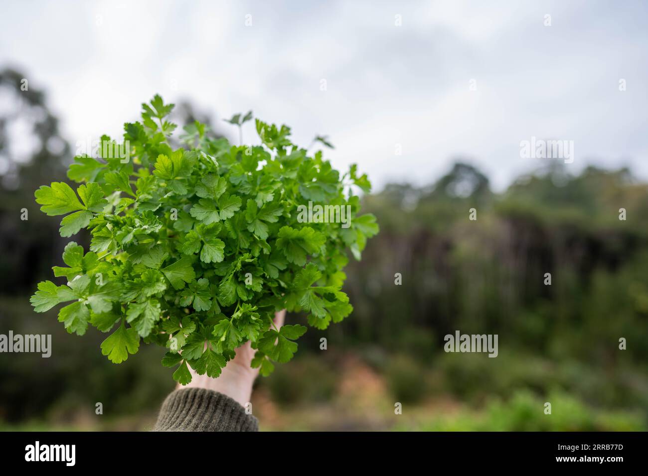 farmer holding parsley plant in there garden in spring Stock Photo - Alamy