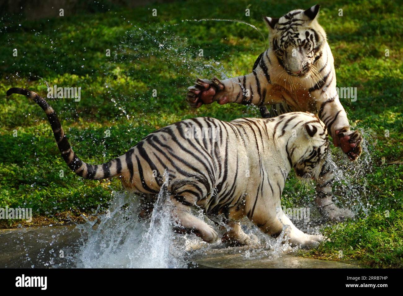 White Tigers In Water Playful White Tiger Splashing In The Water