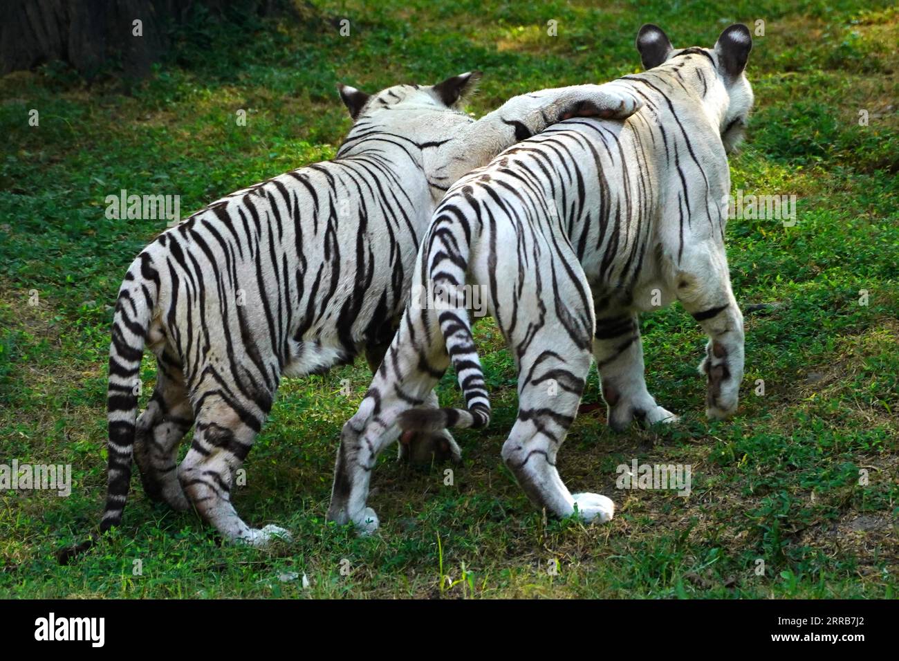 New Delhi, India. 05th Sep, 2023. Two white tigers are seen playing together in the water at the ...