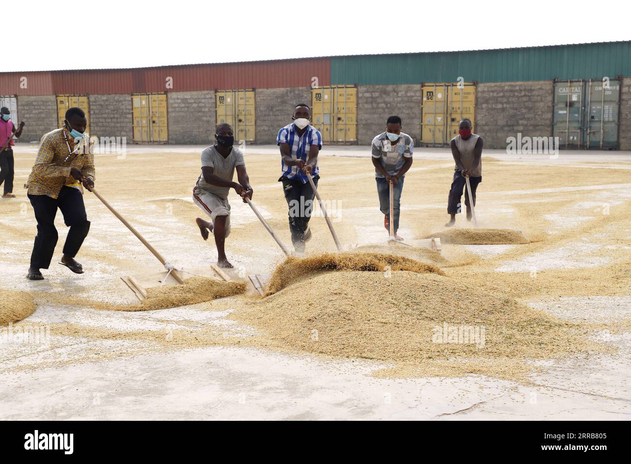 210906 -- KALUNGU, Sept. 6, 2021 -- Workers gather dried paddy at a ...