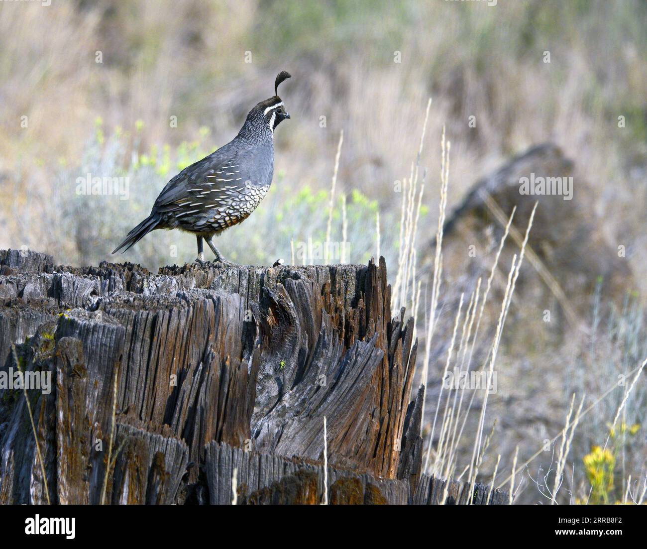 Portrait male california quail in hi-res stock photography and images ...
