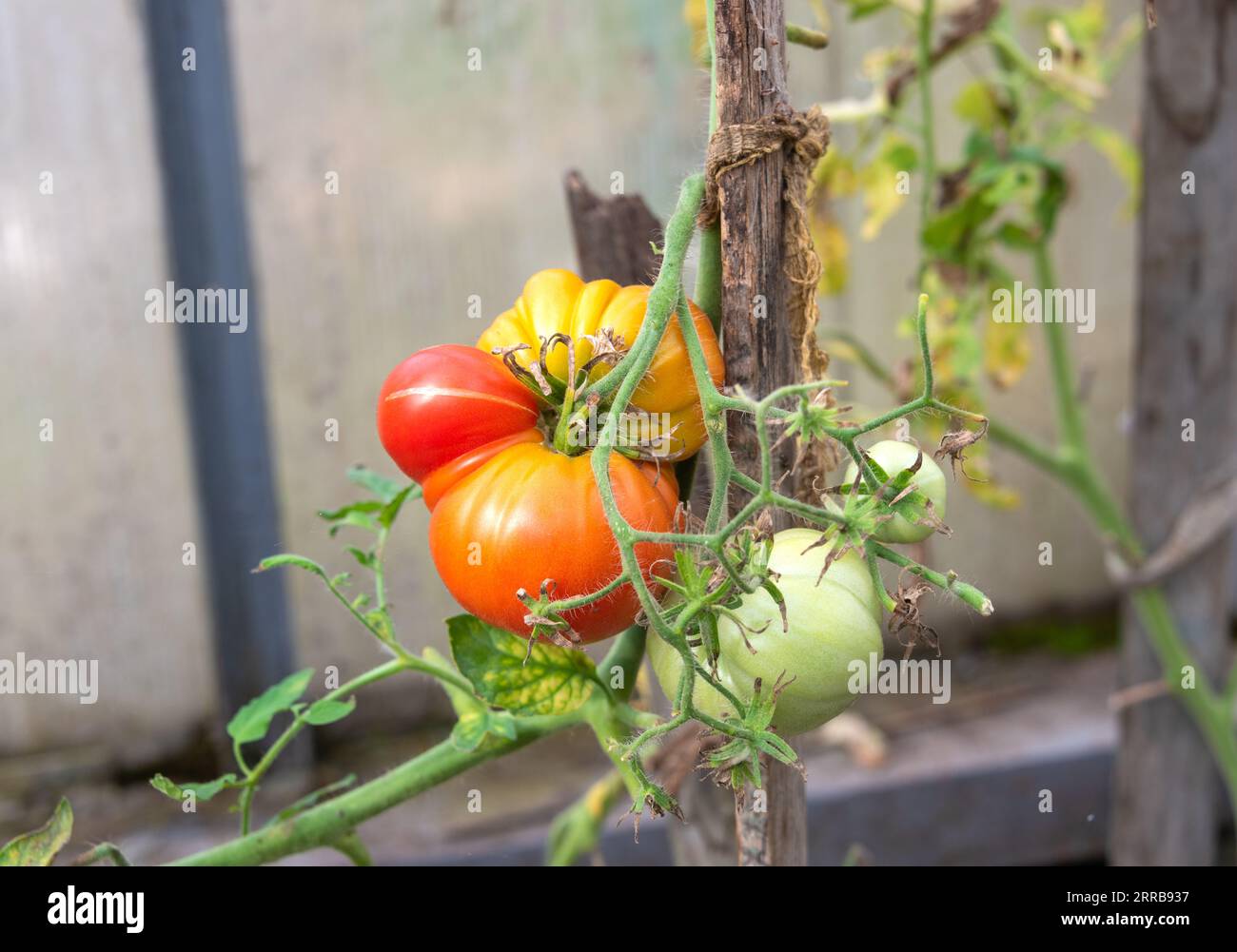 Ripening tomatoes in a greenhouse in the garden of the cottage. Yard ...