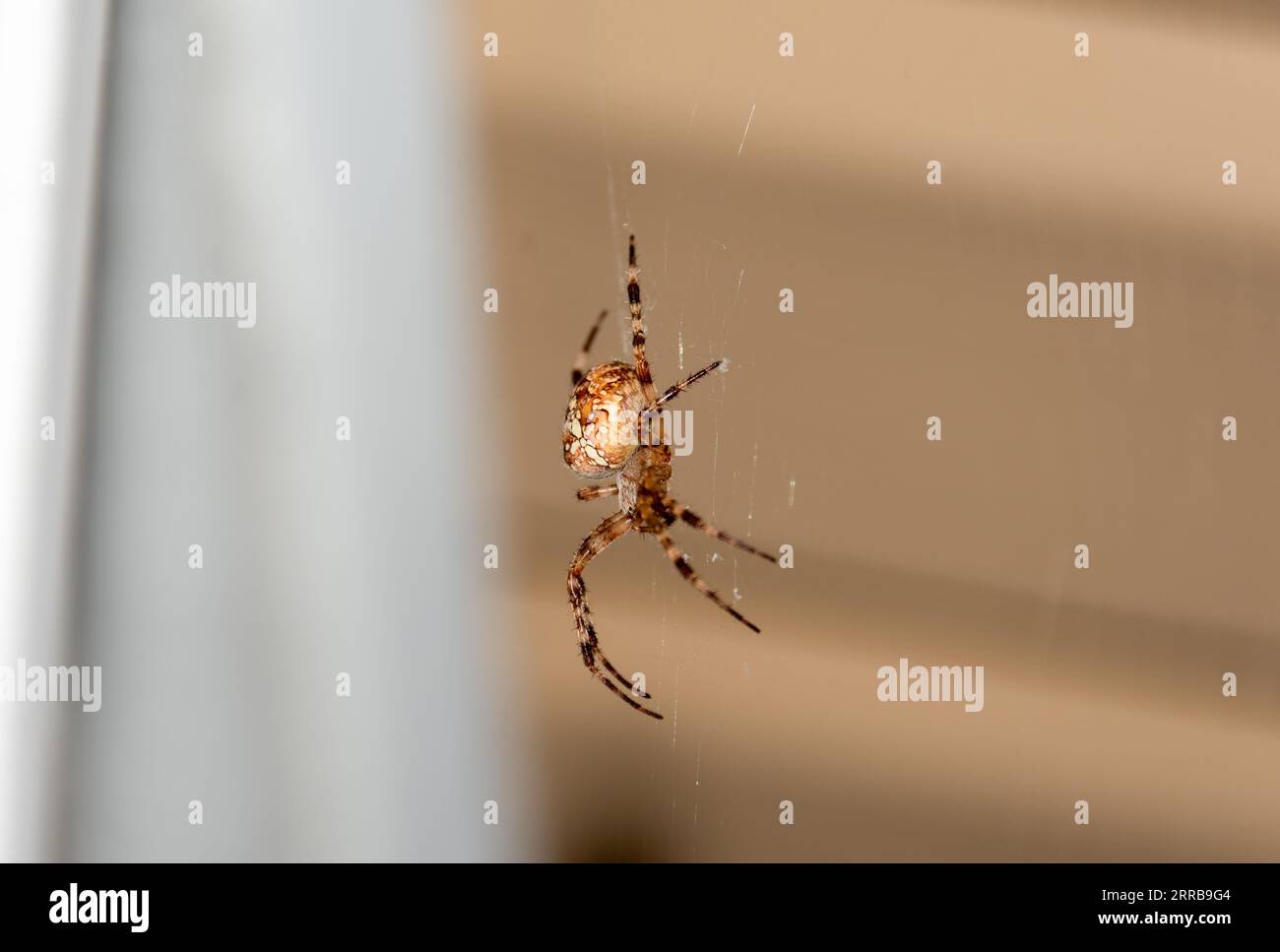 Close-up of spider weaving web in outdoor. Cottage, yard, garden Stock ...