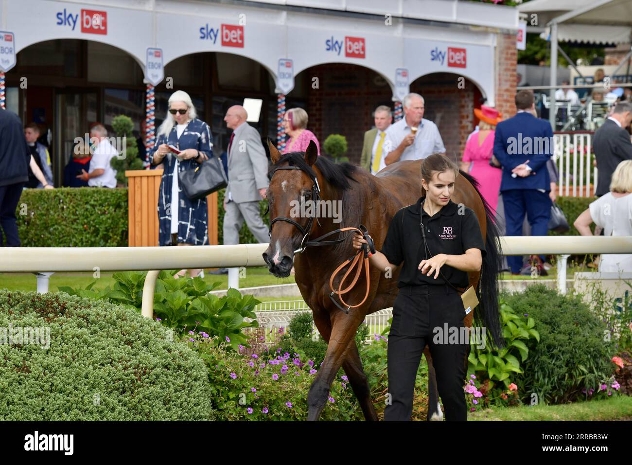 Kinross horse hi-res stock photography and images - Alamy