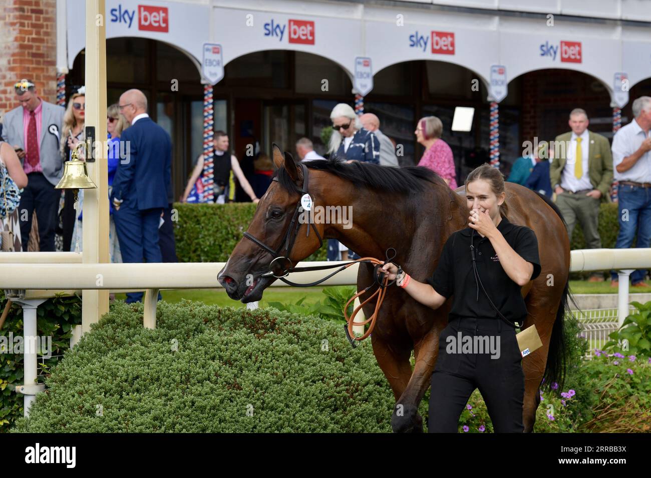 Kinross horse hi-res stock photography and images - Alamy