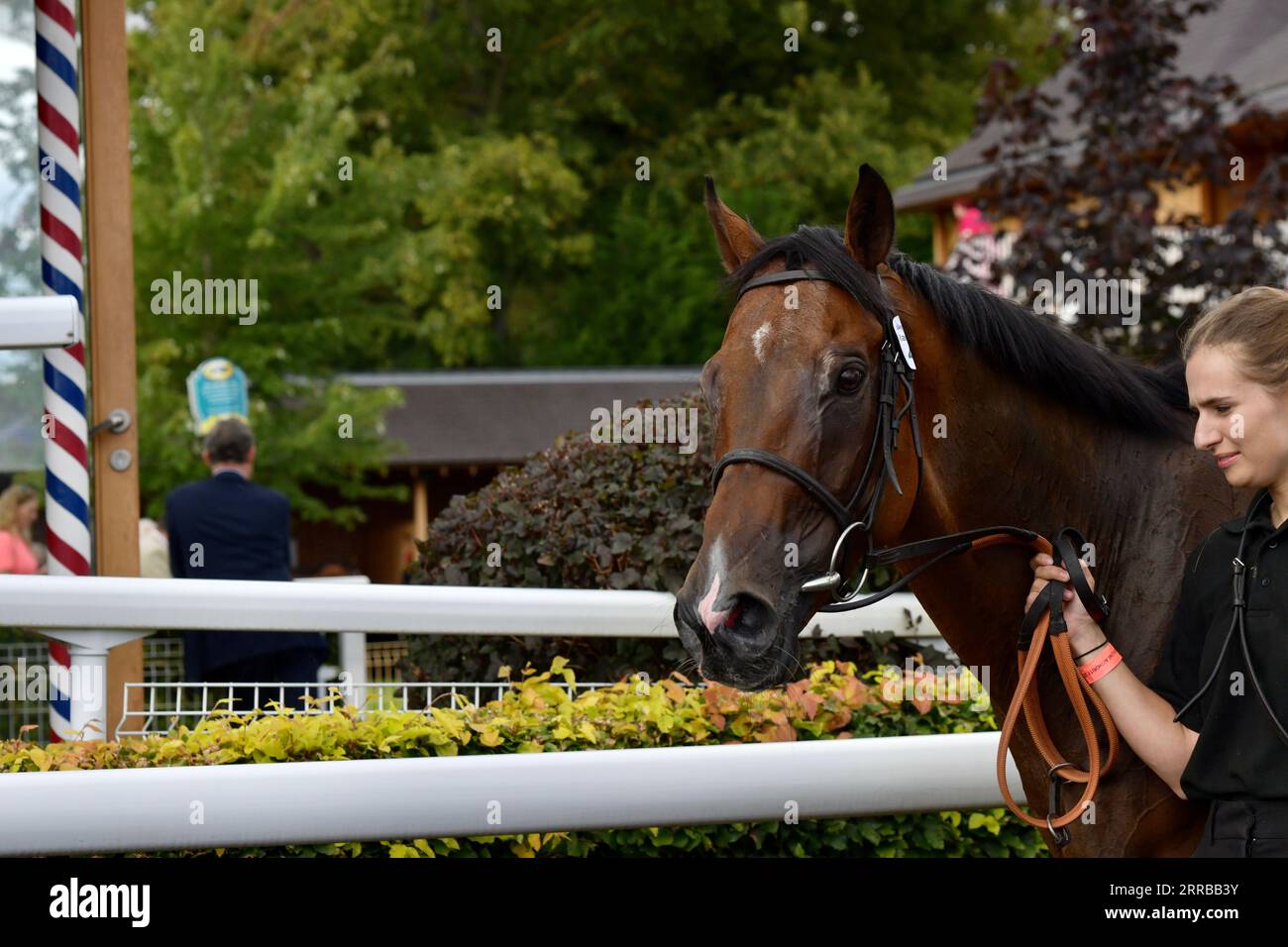 Horse racing winner hi-res stock photography and images - Alamy
