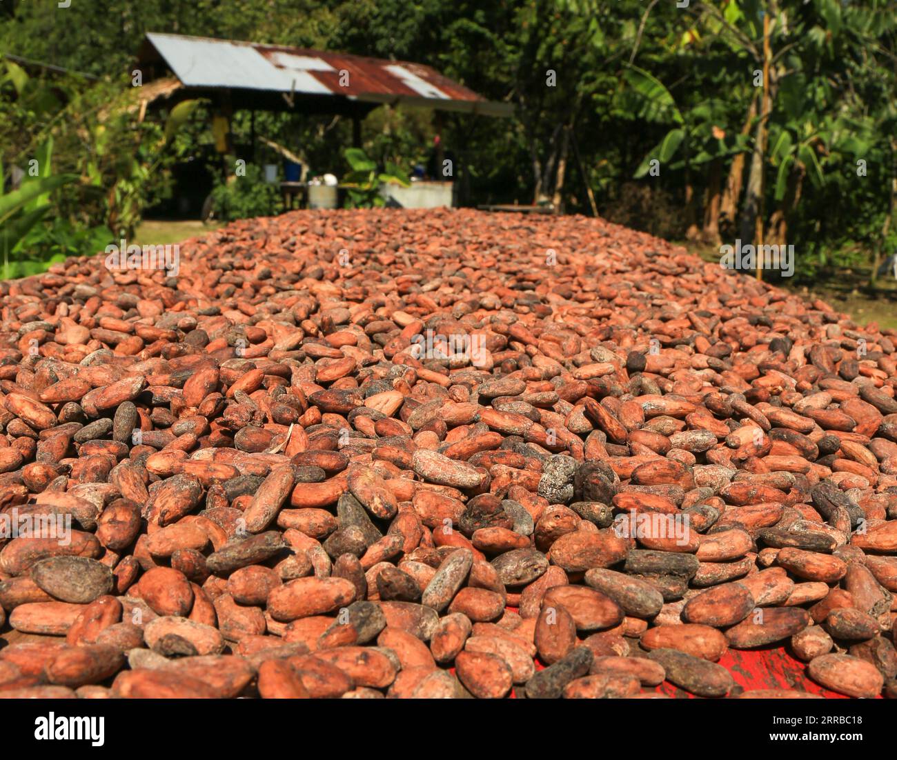 Cacao beens to dry on the sun in a organic fair trade farm in Costa ...