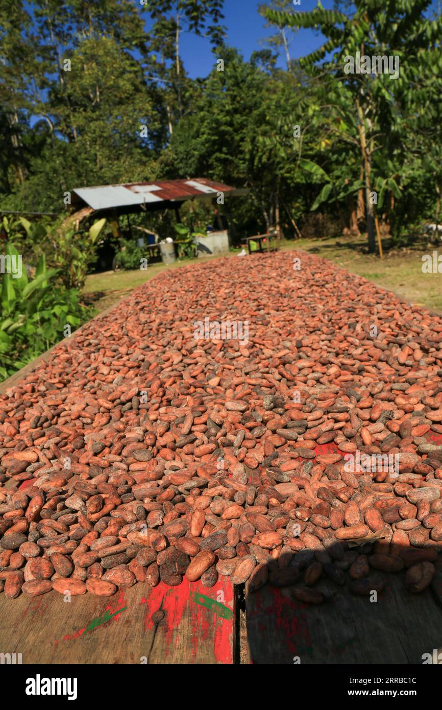 Cacao beens to dry on the sun in a organic fair trade farm in Costa ...