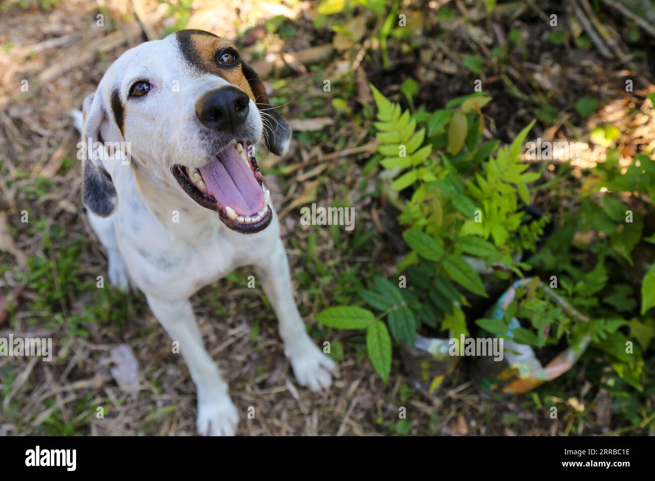 Funny face of a dog looking up with open mouth in an outdoor space ...