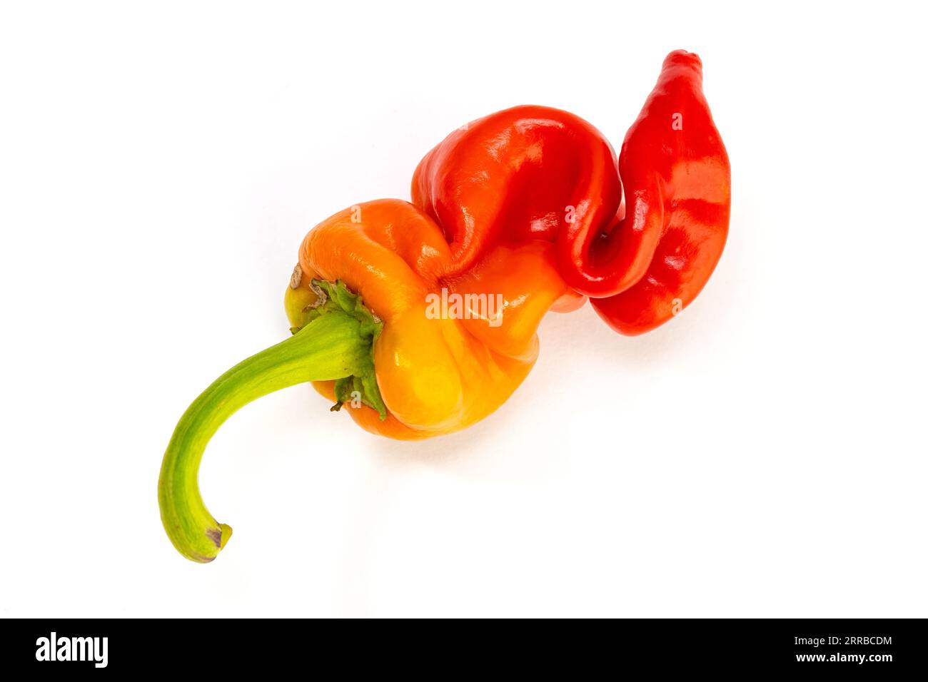 Close up of a single Multicolored pepper isolated on white background ...