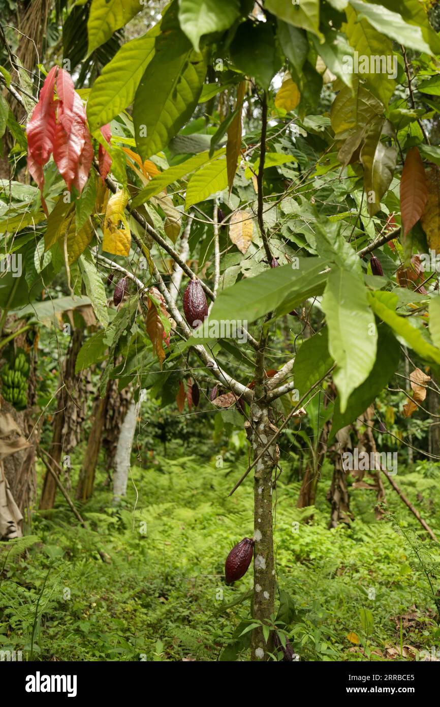 Cocoa tree with fruit and red leaves in a cultivation farm - Cacao Tree ...