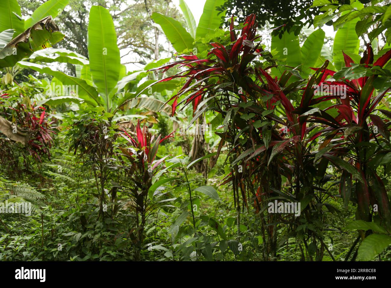 Tropical tree of Ti - Cordyline fruticosa in a wild state Stock Photo ...